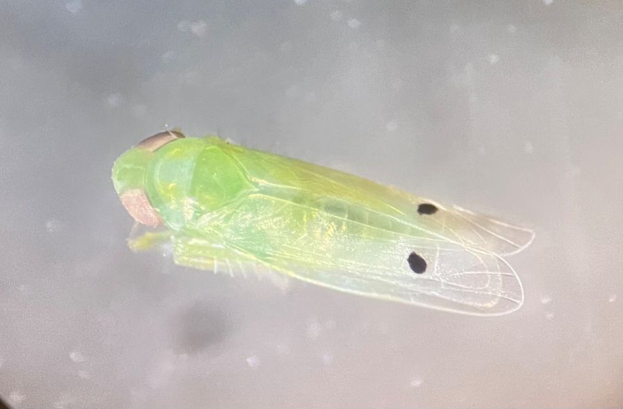 Cotton Jassid Adds New Insect Pressure to Georgia Cotton Producers ...