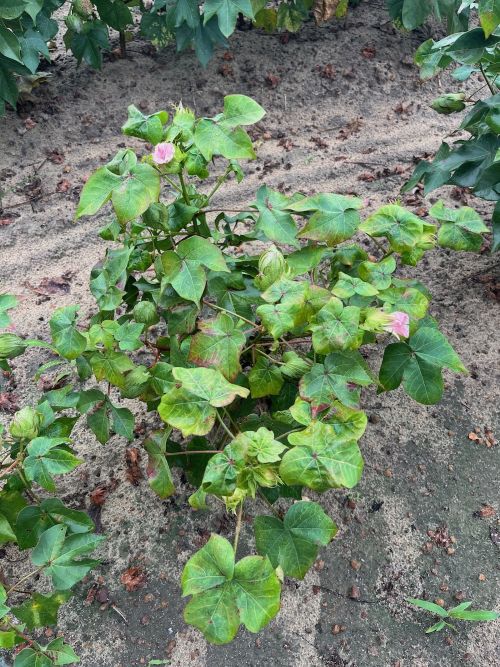 Cotton Jassid Adds New Insect Pressure to Georgia Cotton Producers ...